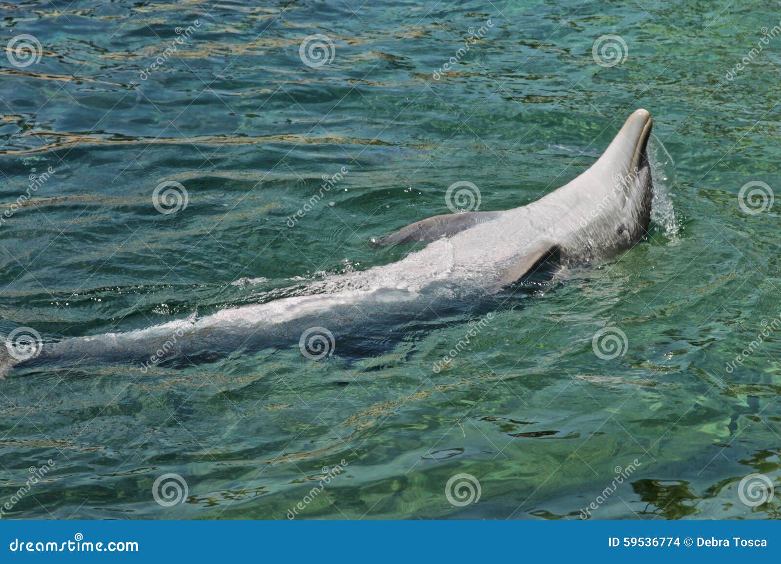 Dolphin back float stock photo. Image of hawaii, living - 59536774