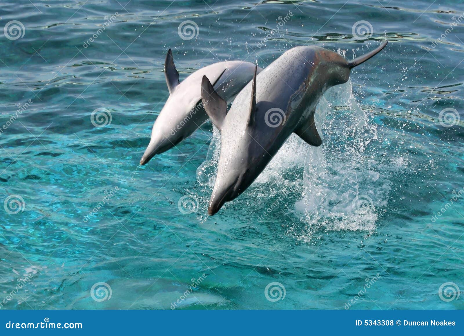 Dolphin backflip jump stock photo. Image of pair, swim - 5343308