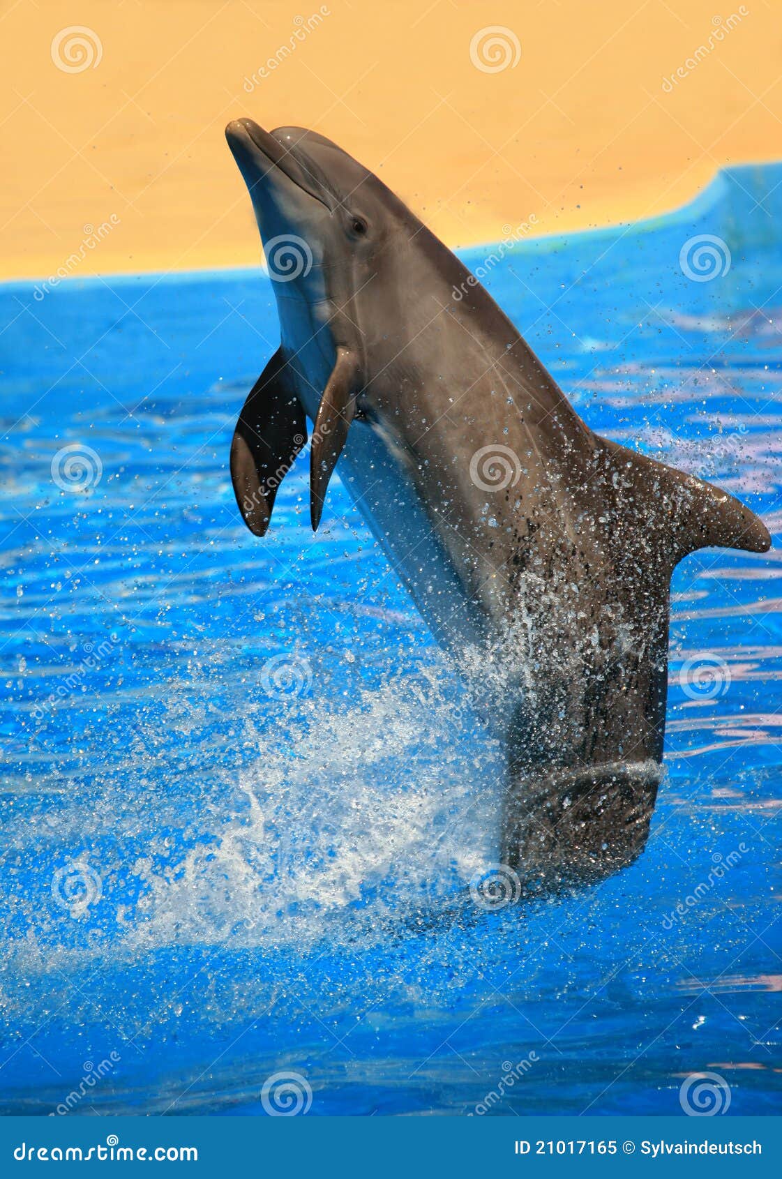 Dolphin backward stock image. Image of bottlenose, beauty - 21017165