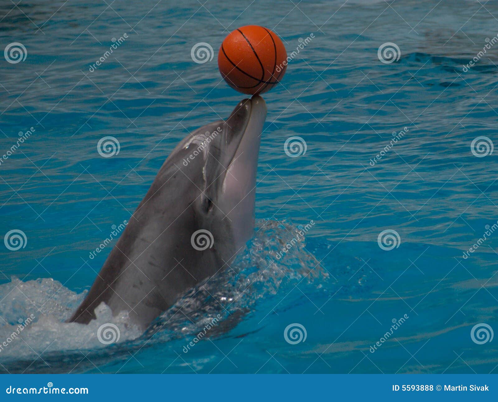 Dolphin with a ball stock photo. Image of play, ball, water - 5593888