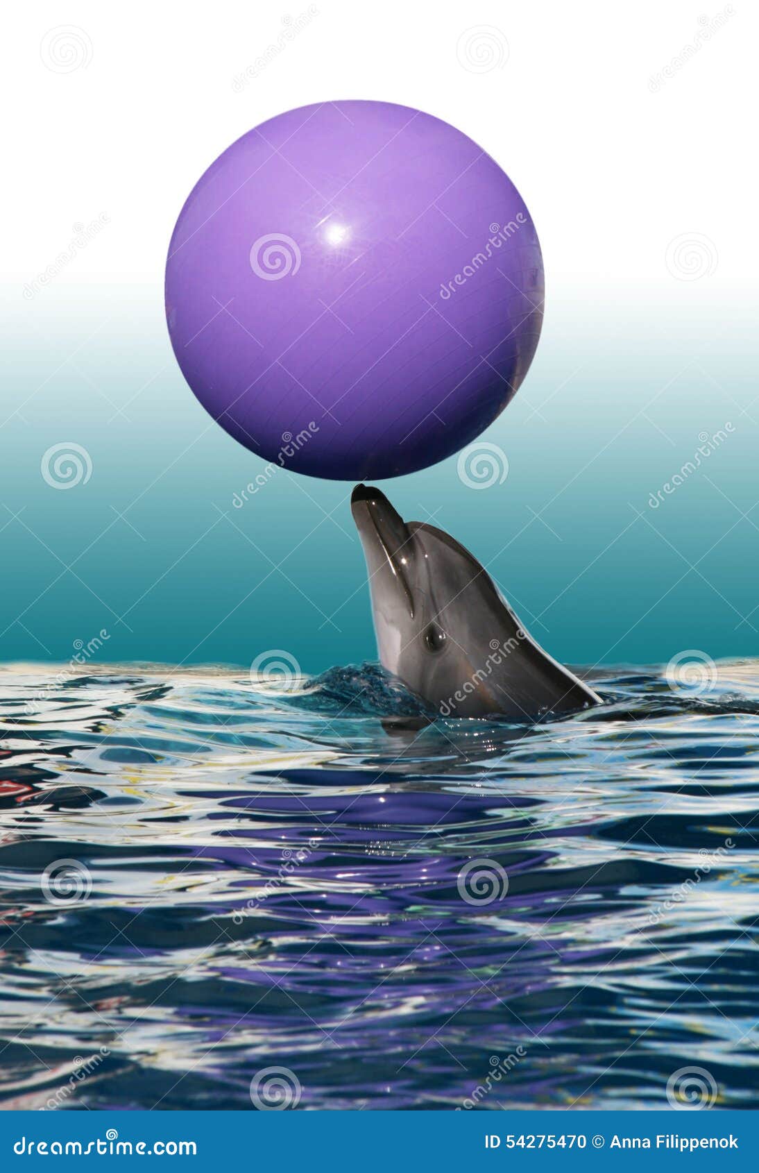 Dolphin and ball stock photo. Image of training, waterfowl - 54275470