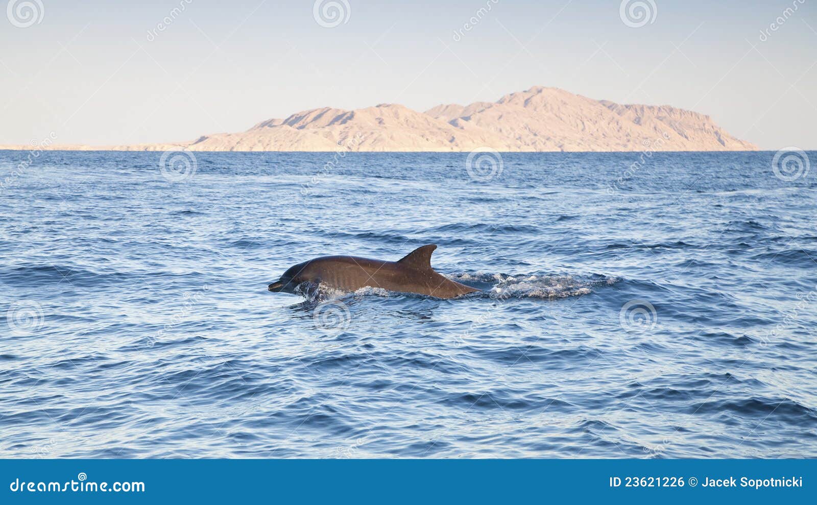 Dolphin in Beautiful Scenery Stock Photo - Image of ocean, side: 23621226