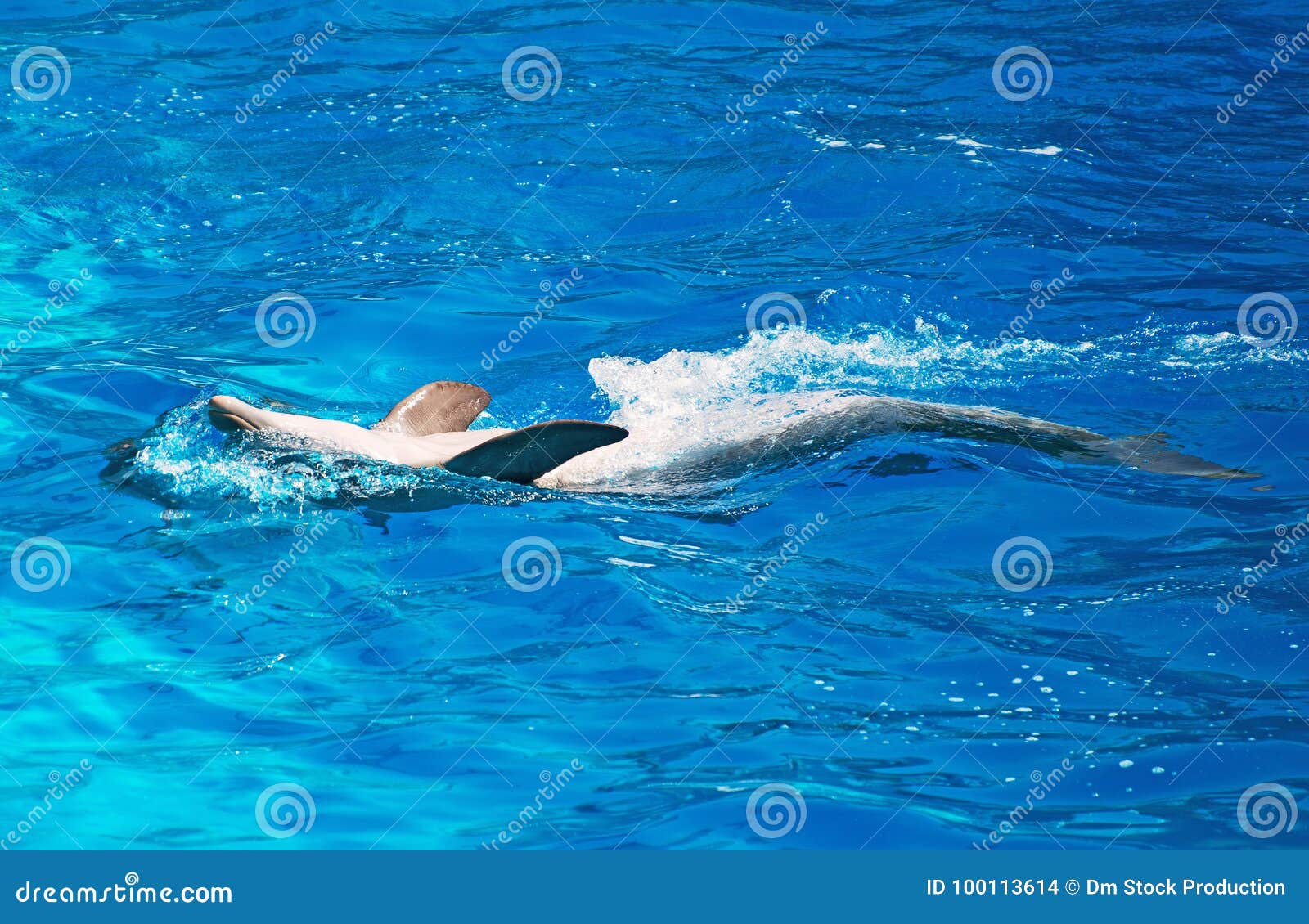 Dolphin. stock photo. Image of floating, representation - 100113614