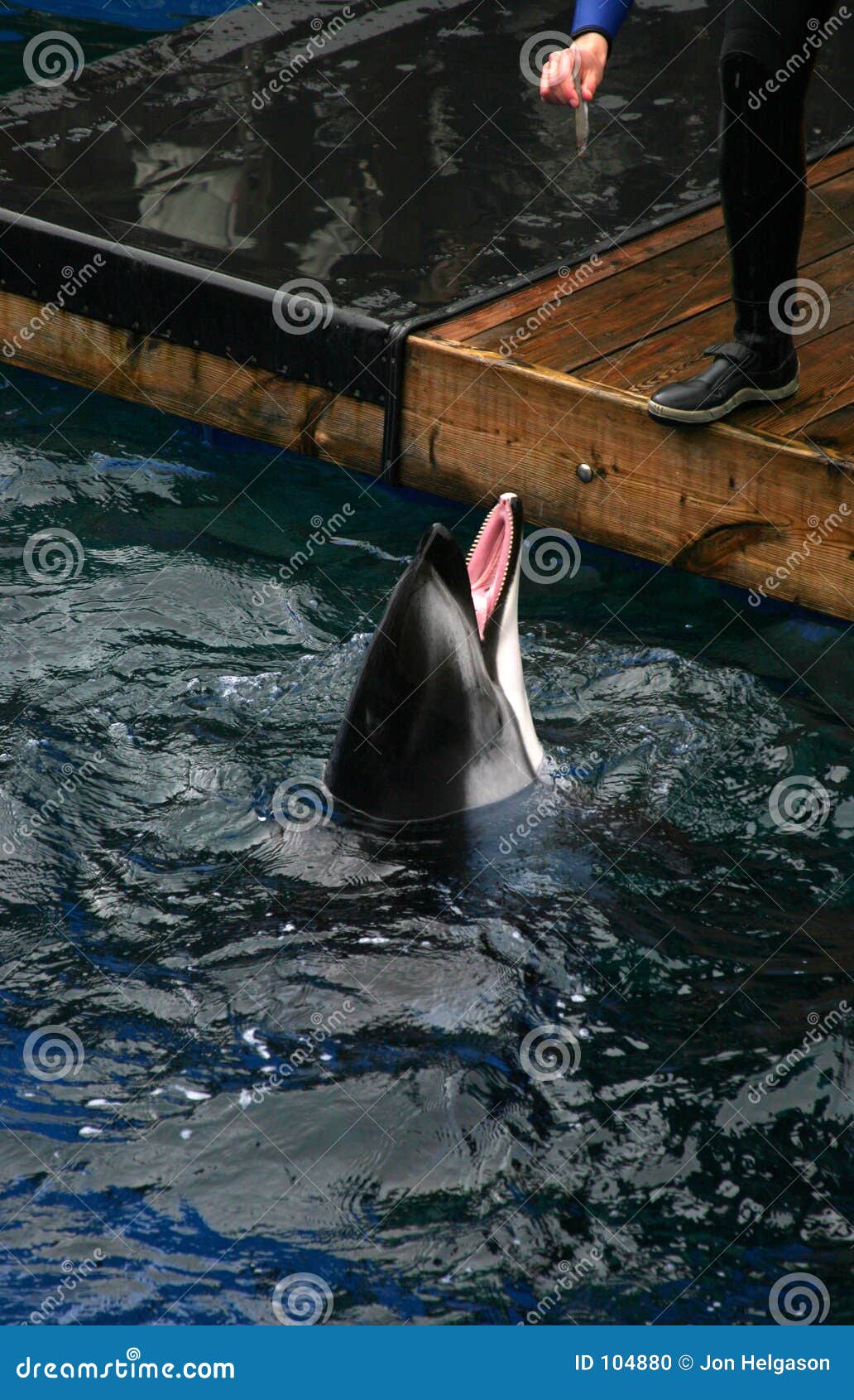 Dolphin being rewarded stock photo. Image of calf, feed - 104880