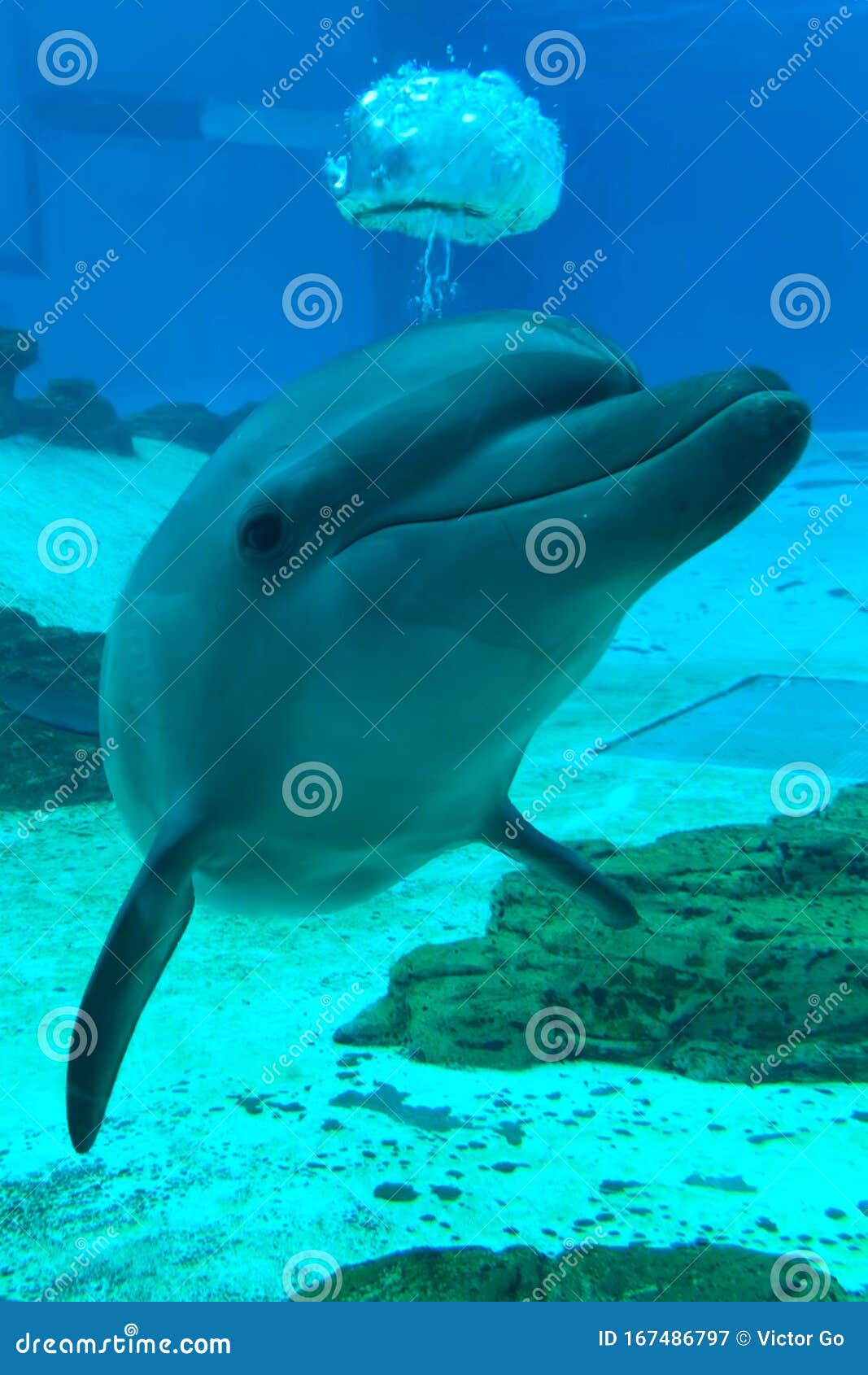 Dolphin blowing bubbles stock image. Image of playful - 167486797