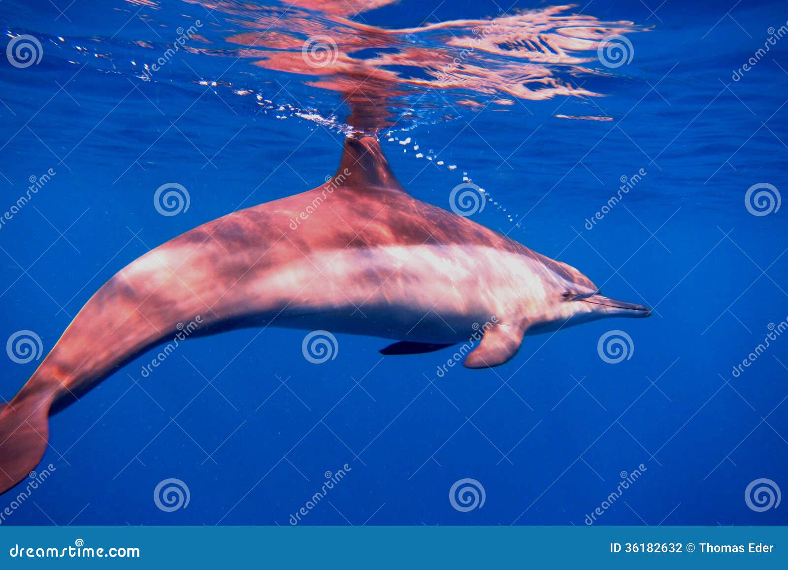 Dolphin in the blue sea stock photo. Image of hecht, deep - 36182632