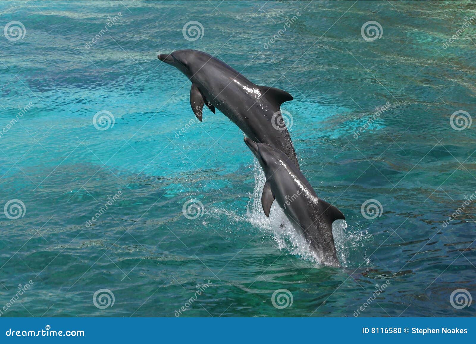 Dolphin bottle-nose stock photo. Image of aqua, leap, bottle - 8116580