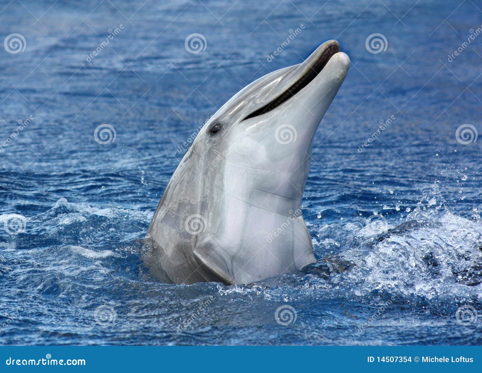 Dolphin, Bottled Nose stock photo. Image of ocean, fish - 14507354