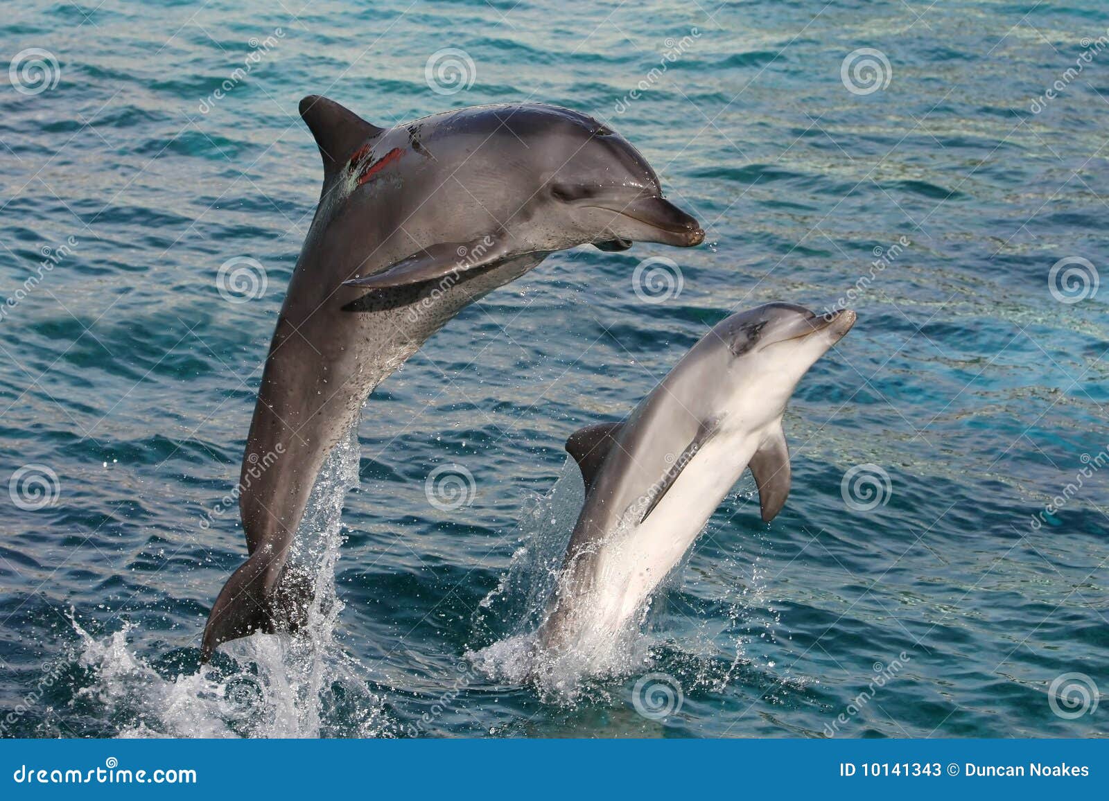 Dolphin Bow Jump stock image. Image of aquatic, pacific - 10141343
