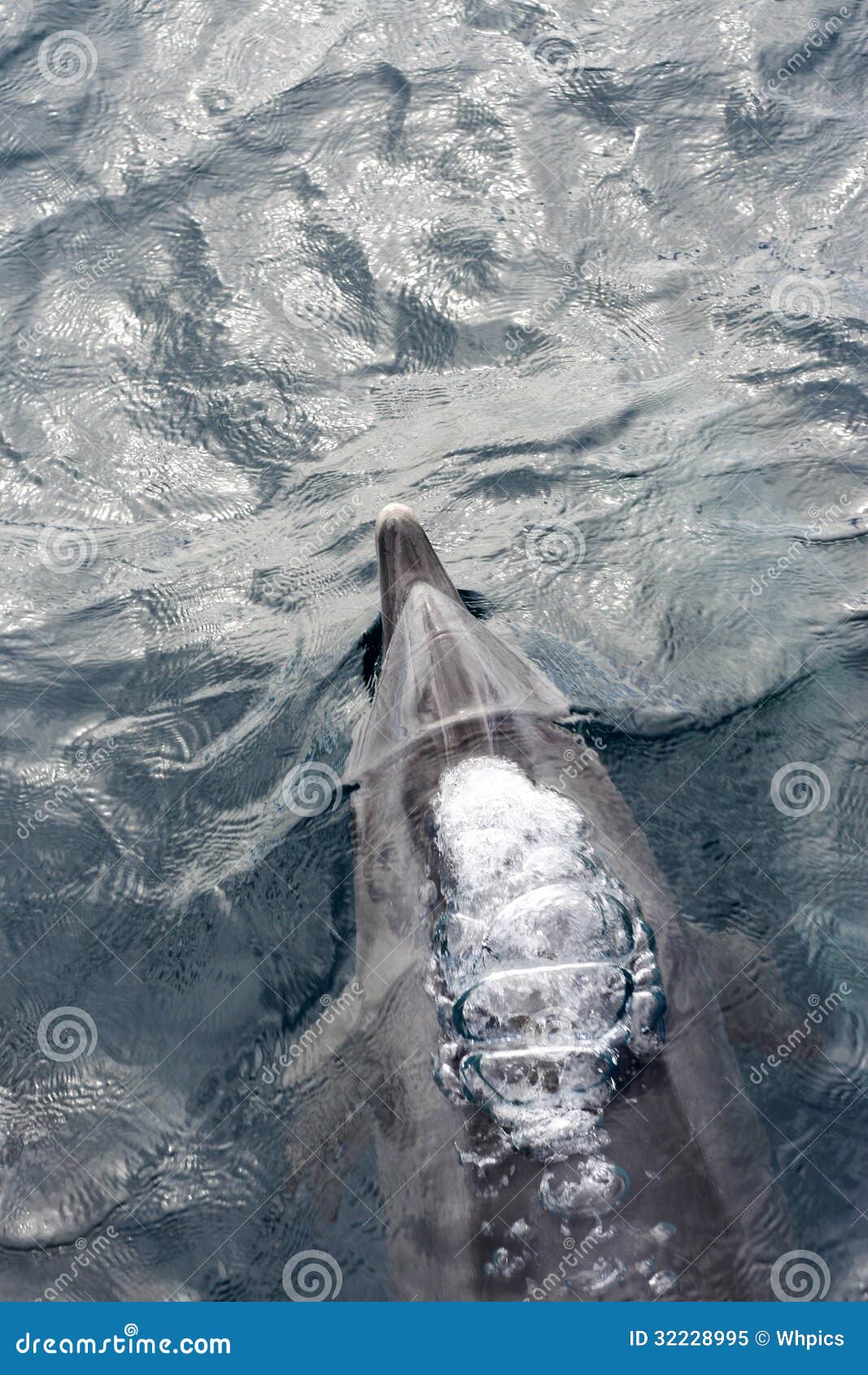 Dolphin bubbles stock image. Image of environment, marine - 32228995