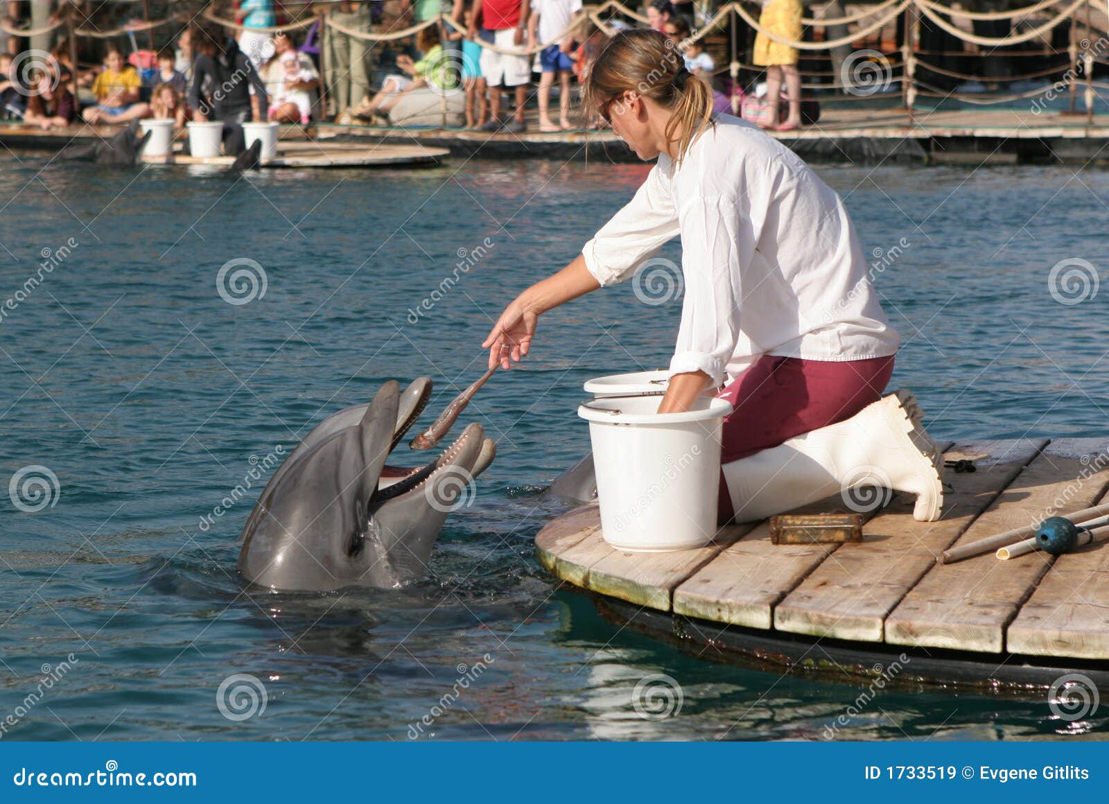 Dolphin catching the fish stock image. Image of catching - 1733519