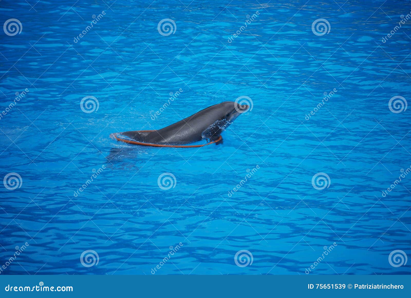 Dolphin in a circle stock image. Image of outdoor, playng - 75651539
