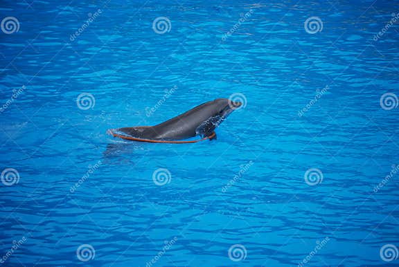 Dolphin in a circle stock image. Image of outdoor, playng - 75651539