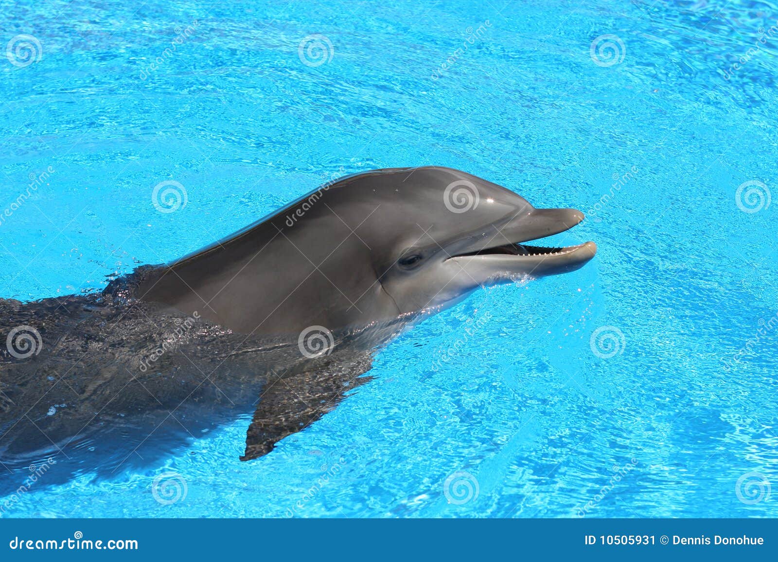 Dolphin in Clear Blue Water Stock Image - Image of wildlife, marine ...