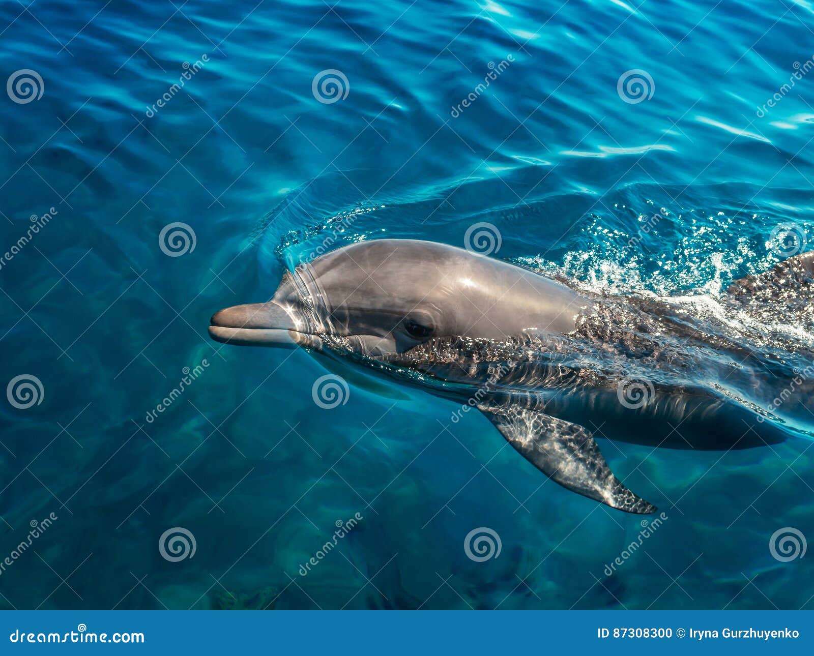 Dolphin In The Clear Sea Water Stock Photography | CartoonDealer.com ...