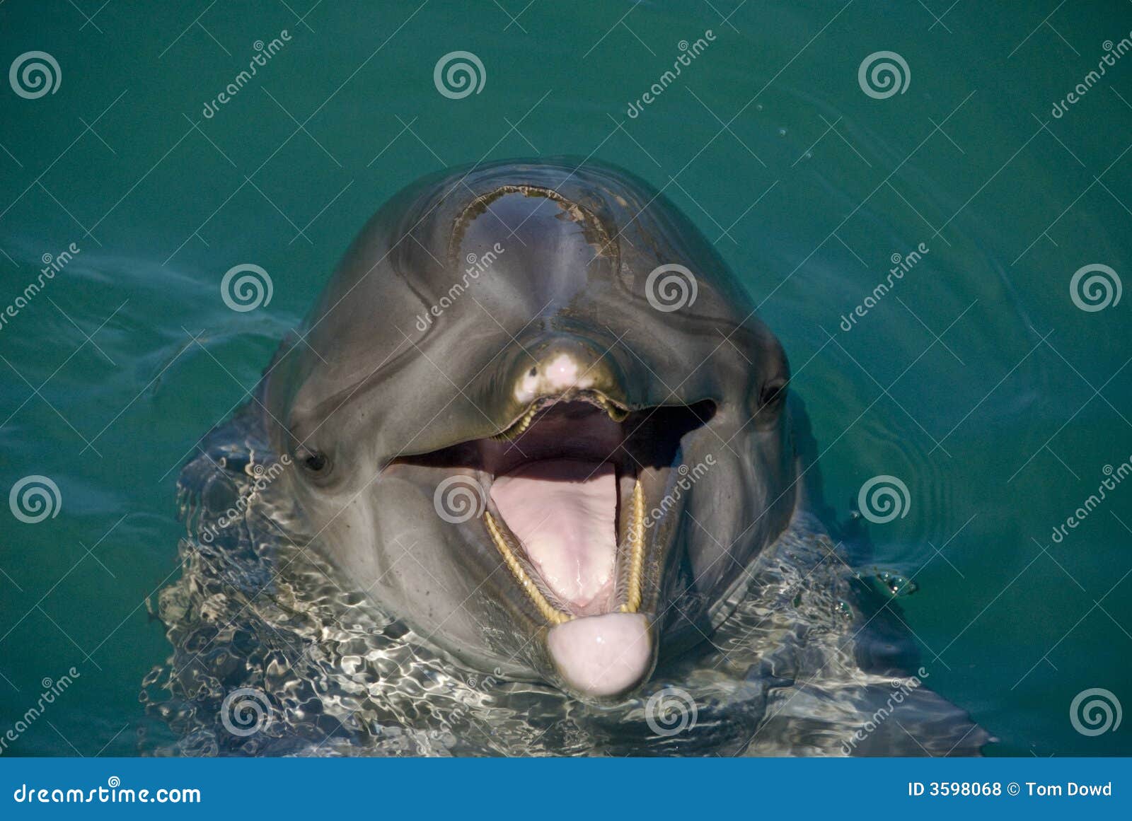 Dolphin Close Up stock photo. Image of looking, close - 3598068