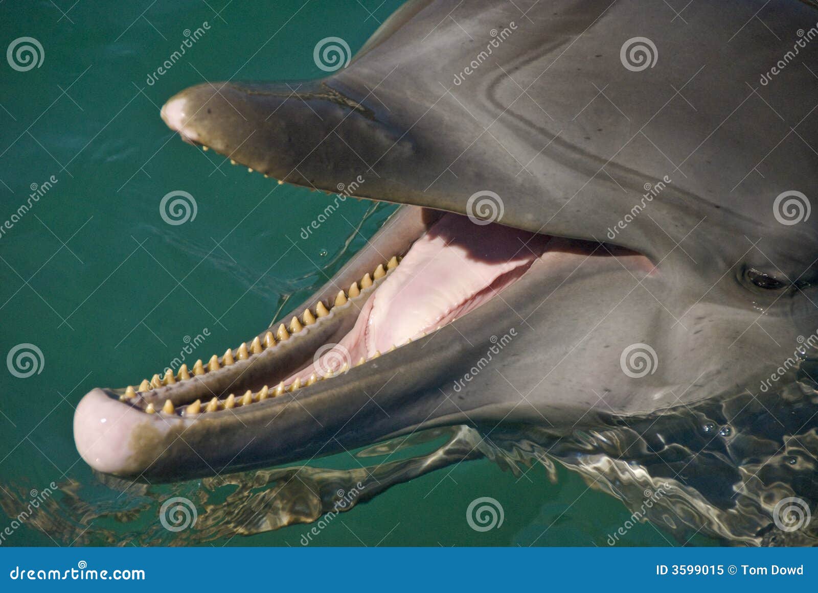 Dolphin Close Up stock image. Image of water, tropical - 3599015