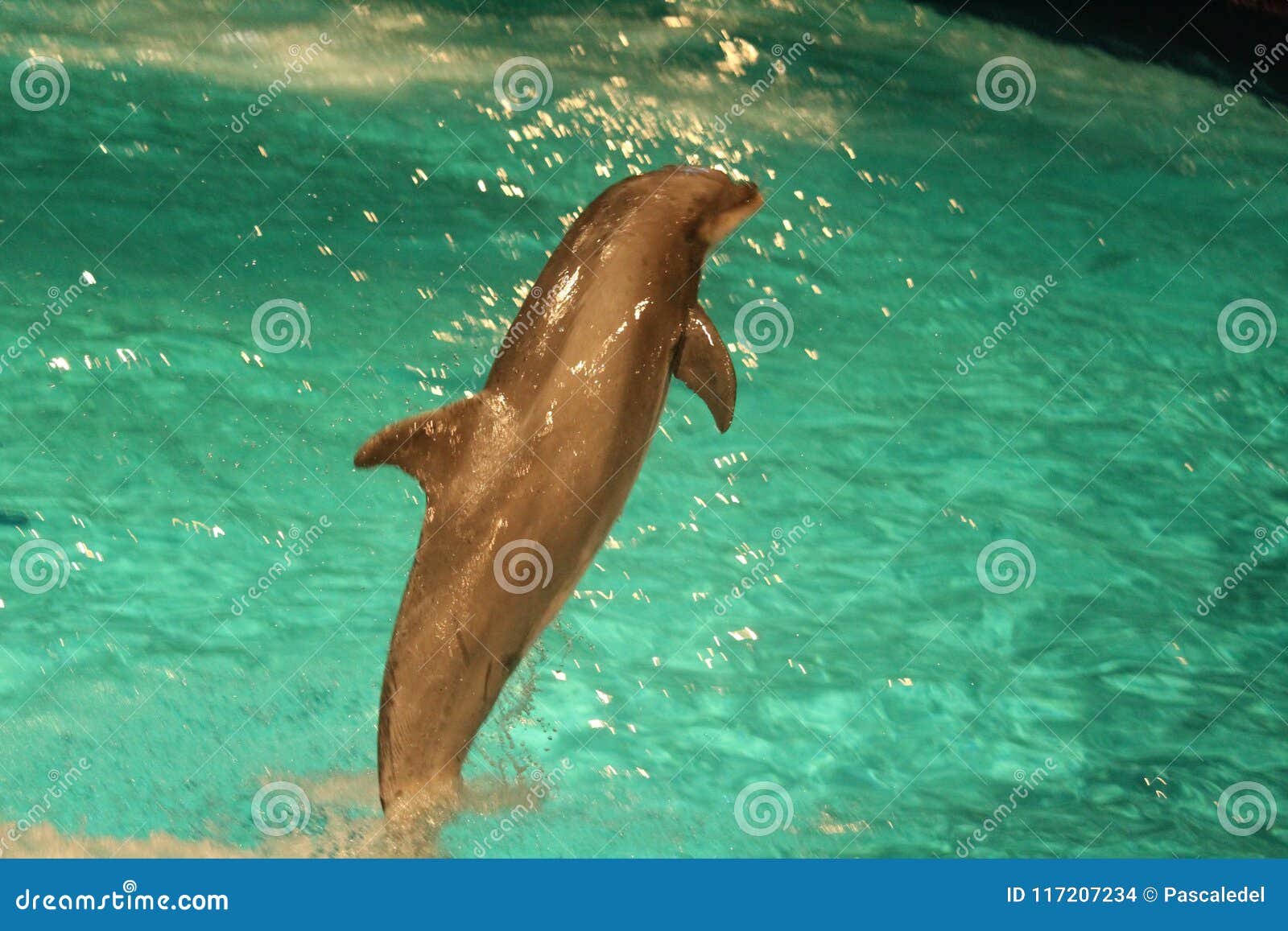 Dolphin Close Up stock photo. Image of dolphin, diving - 117207234