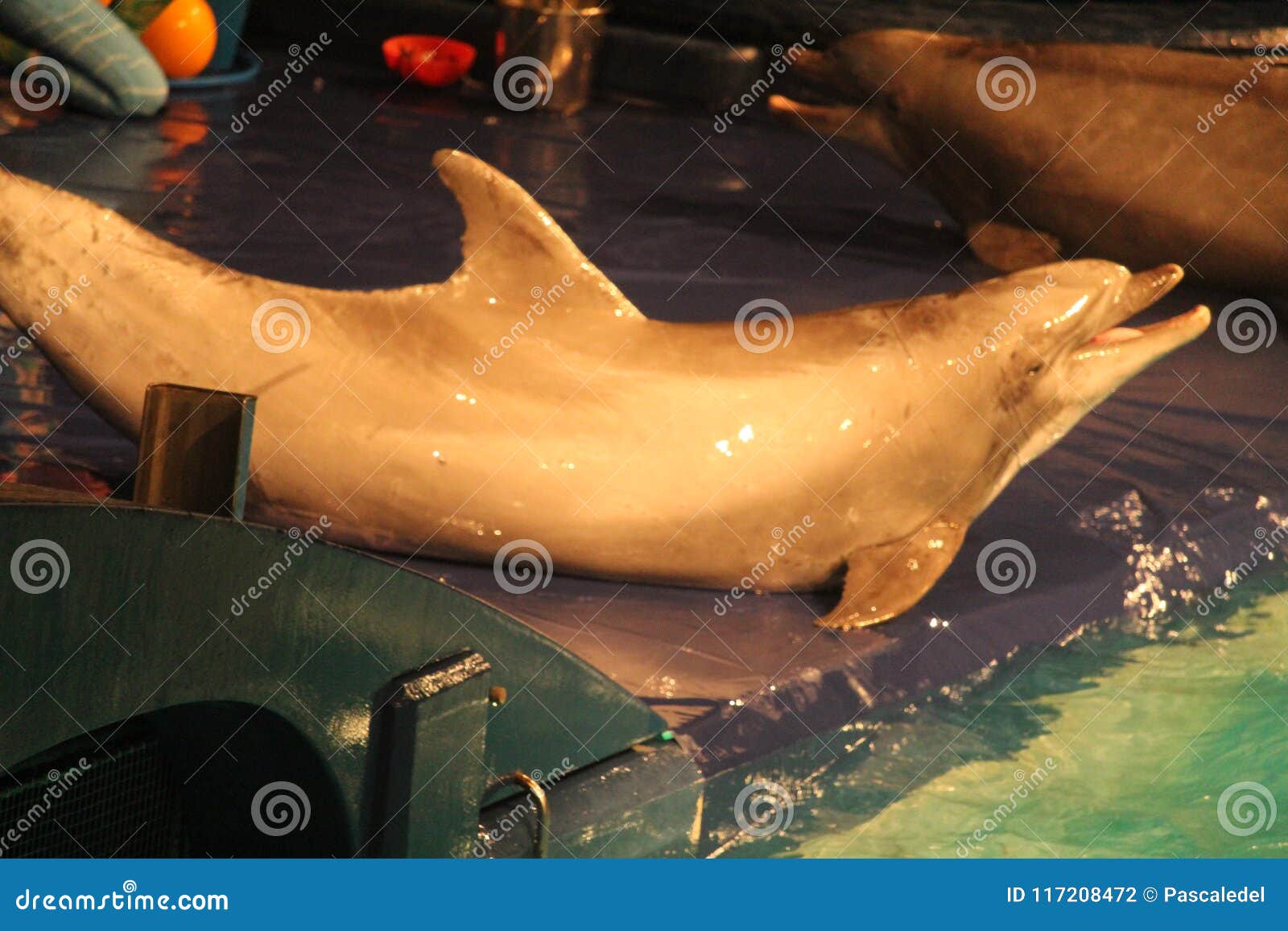 Dolphin Close Up stock photo. Image of mammal, nature - 117208472