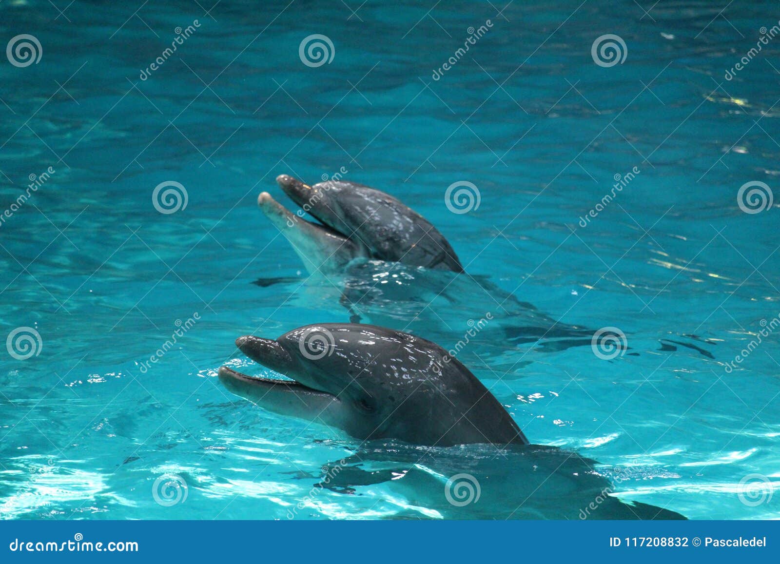 Dolphin Close Up stock photo. Image of close, swimming - 117208832