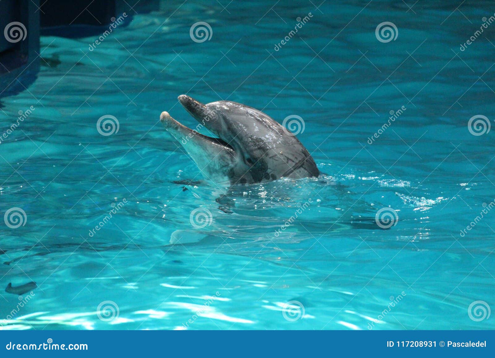 Dolphin Close Up stock image. Image of animal, fish - 117208931