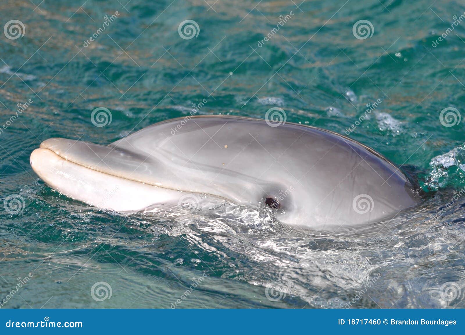 Dolphin Close Up Portrait stock photo. Image of pool - 18717460