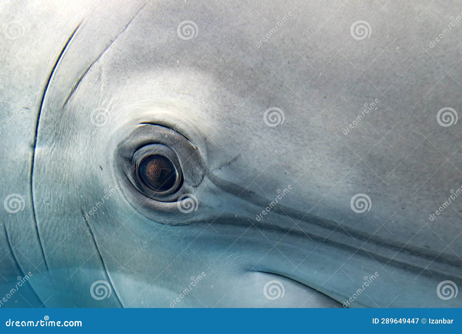 Dolphin Close Up Portrait Underwater while Looking at You Stock Image ...