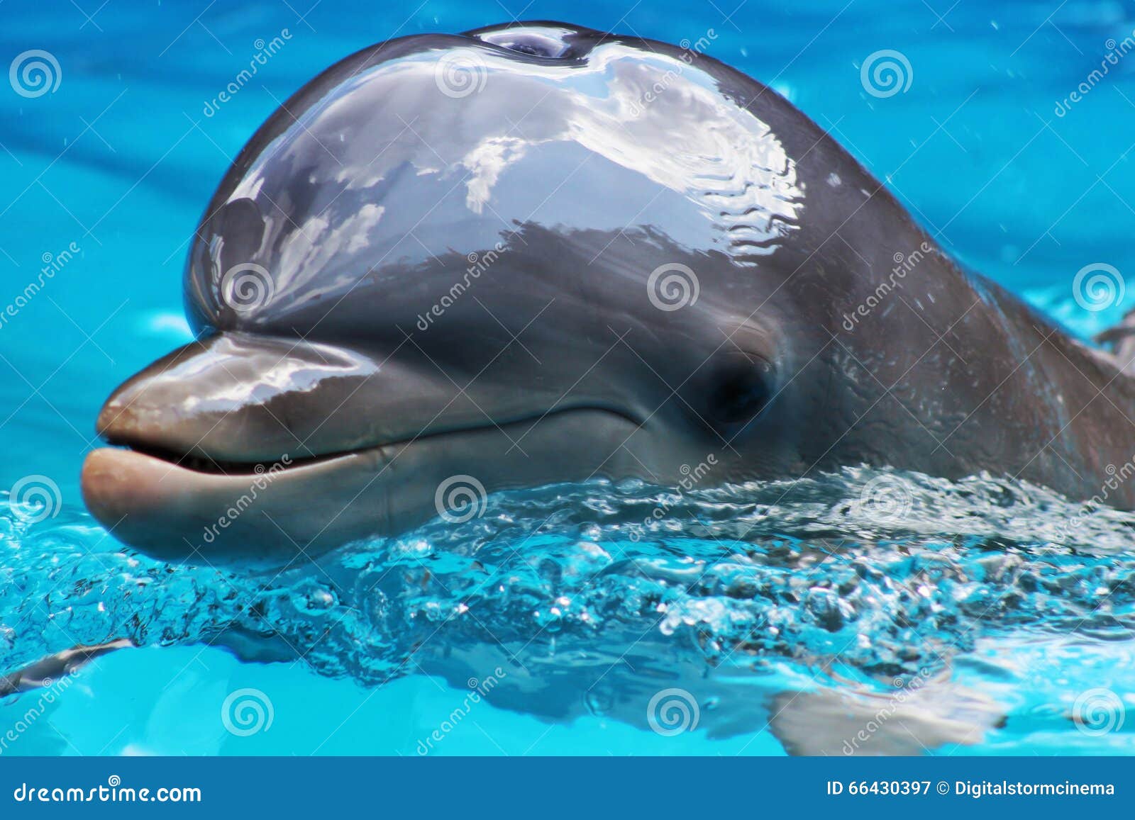 Dolphin close up stock image. Image of mammal, flipper - 66430397
