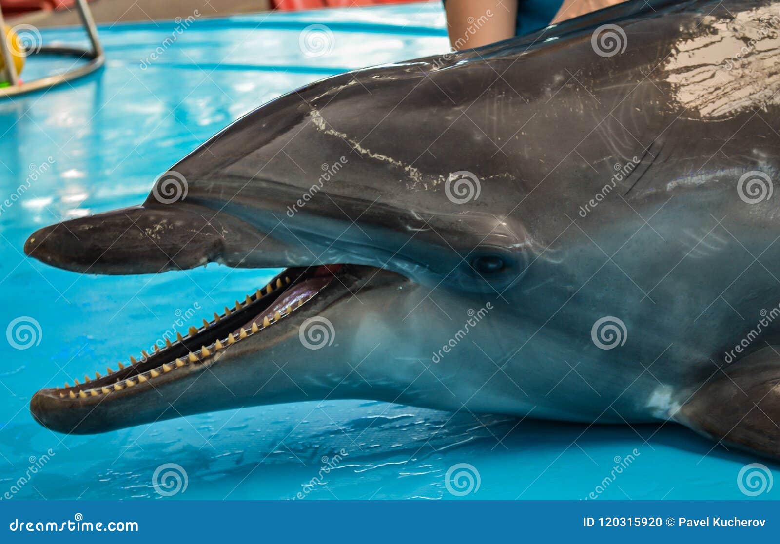 Dolphin stock photo. Image of life, animal, play, close - 120315920