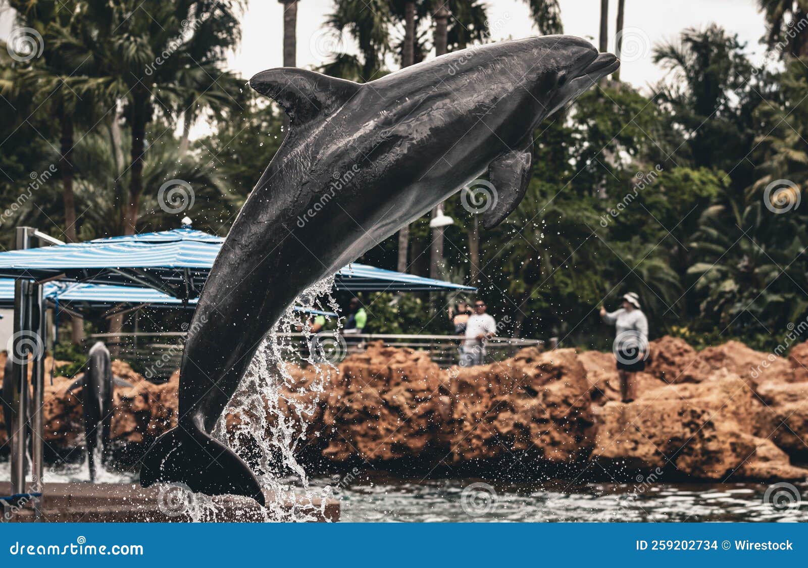 Dolphin Coming Out of the Pool at the Zoo with Palm Trees in the ...