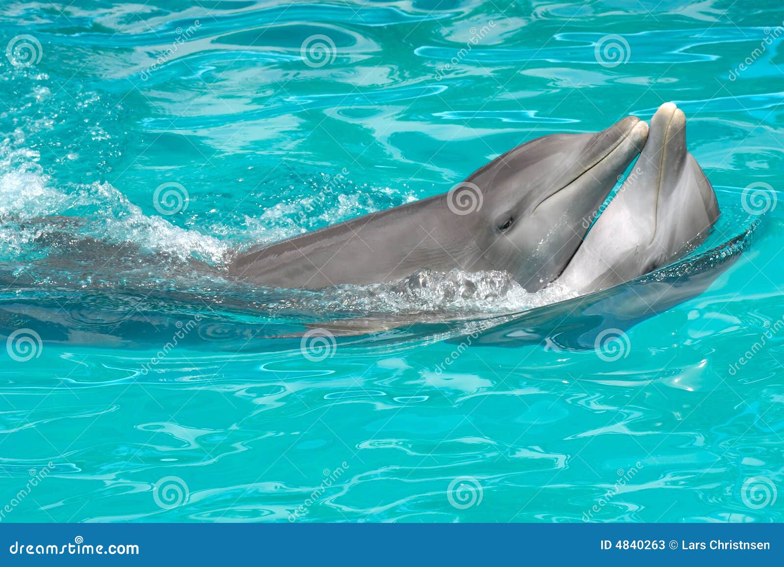 Dolphin couple in love stock image. Image of flipper, kiss - 4840263