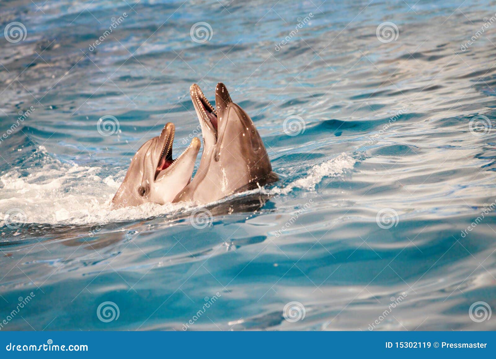 Dolphin couple in water stock image. Image of intelligent - 15302119