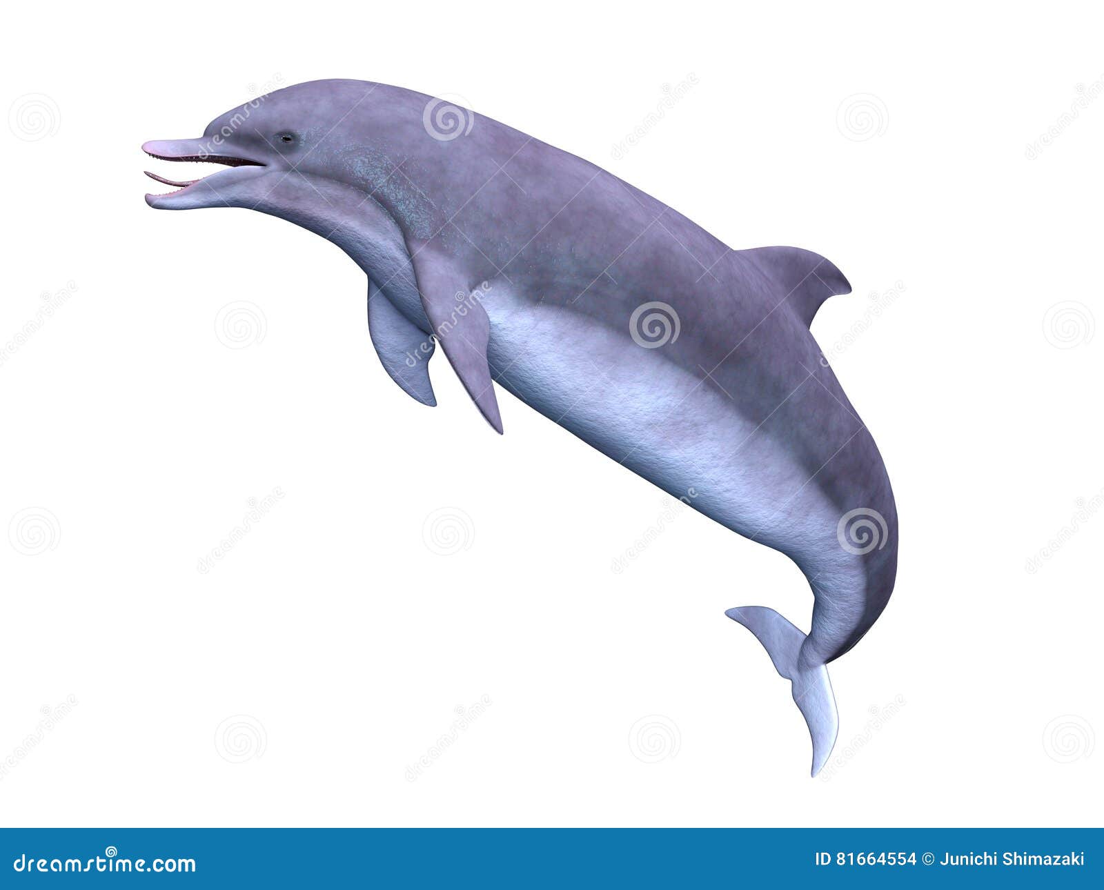 Dolphin stock illustration. Illustration of rendering - 81664554