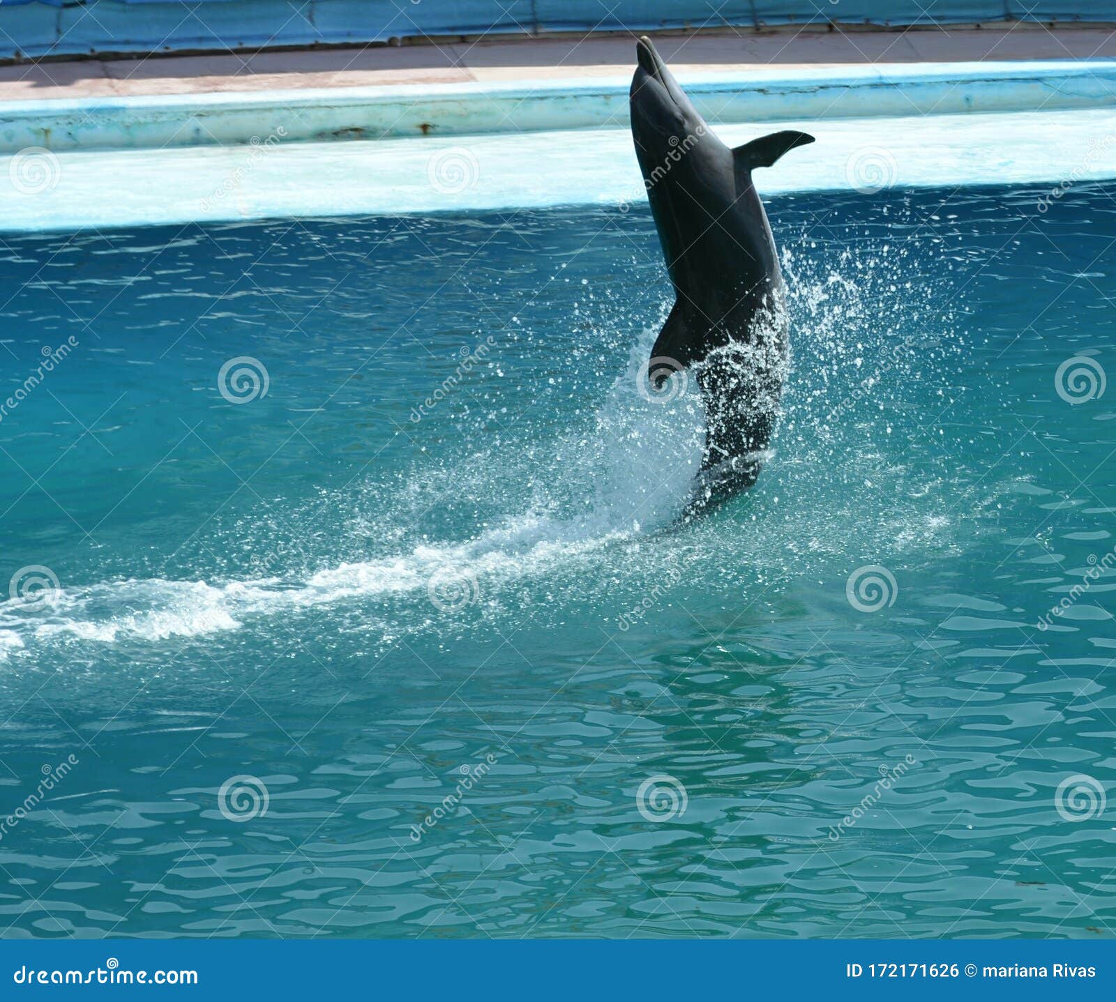 Dolphin dance stock photo. Image of dance, animals, swimming - 172171626