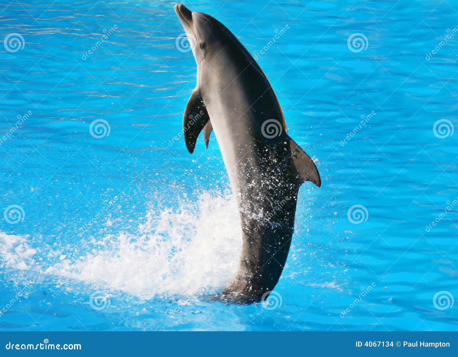 Dolphin Dance stock photo. Image of pool, creature, wild - 4067134