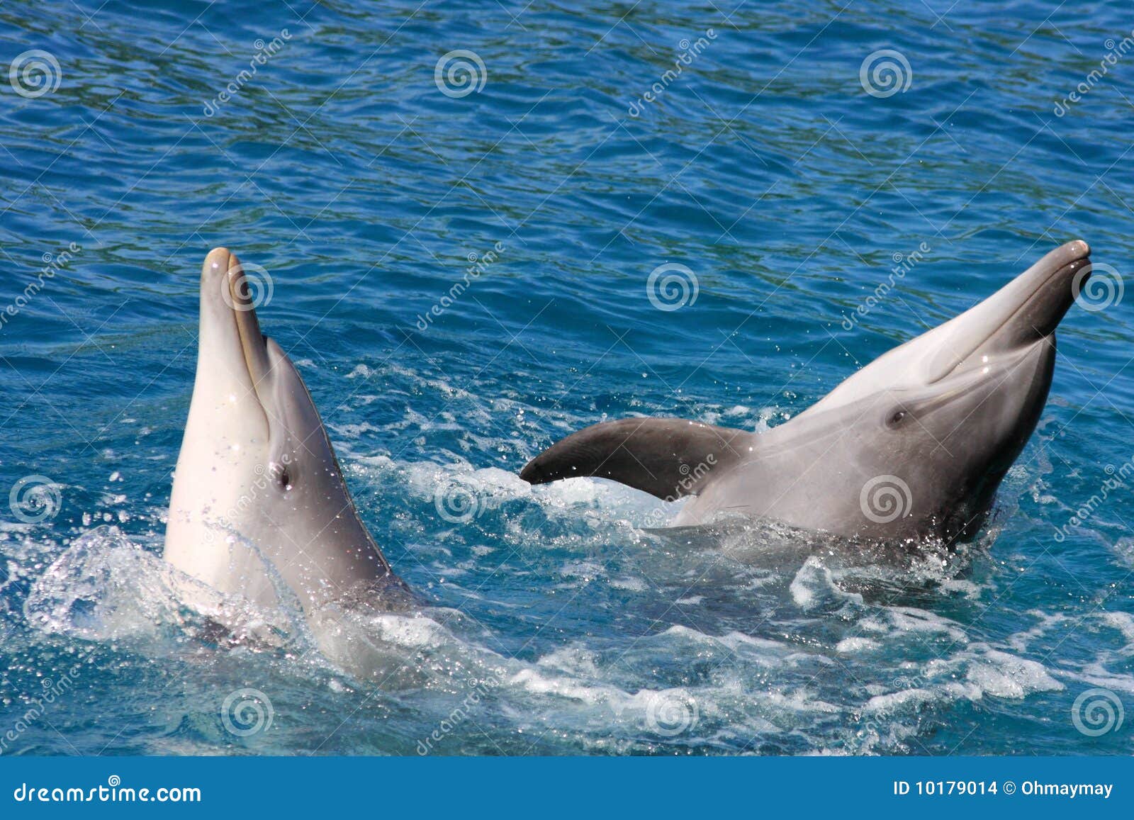 Dolphin dance show stock photo. Image of theme, nature - 10179014