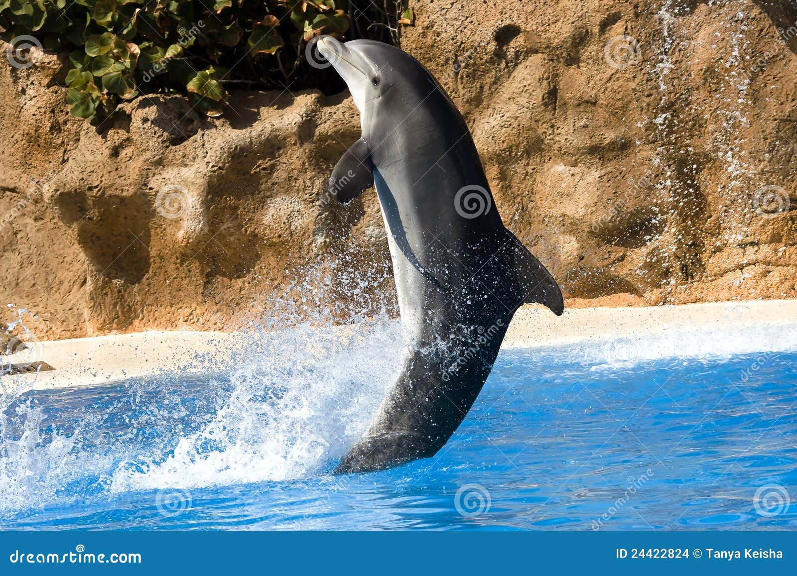Dolphin dancing in water stock photo. Image of nature - 24422824