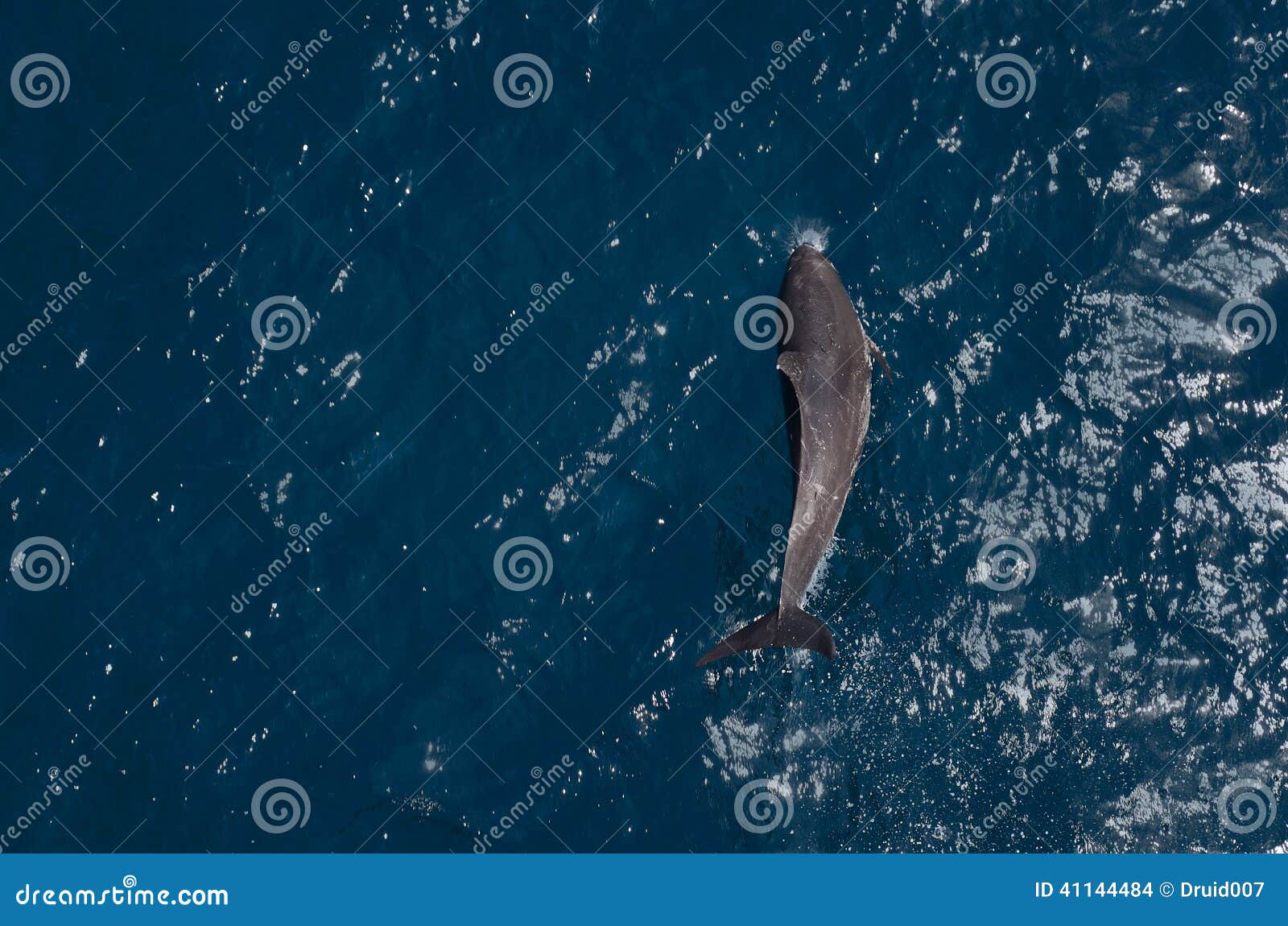 Dolphin stock photo. Image of blue, plunge, deep, dive - 41144484