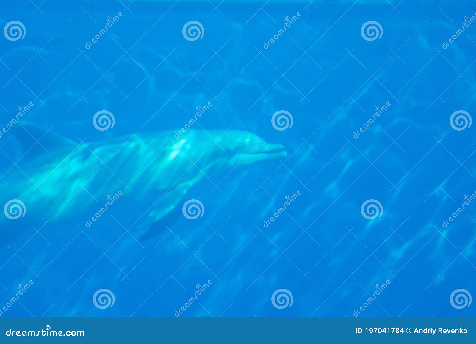 A dolphin in the deep. stock photo. Image of dolphin - 197041784