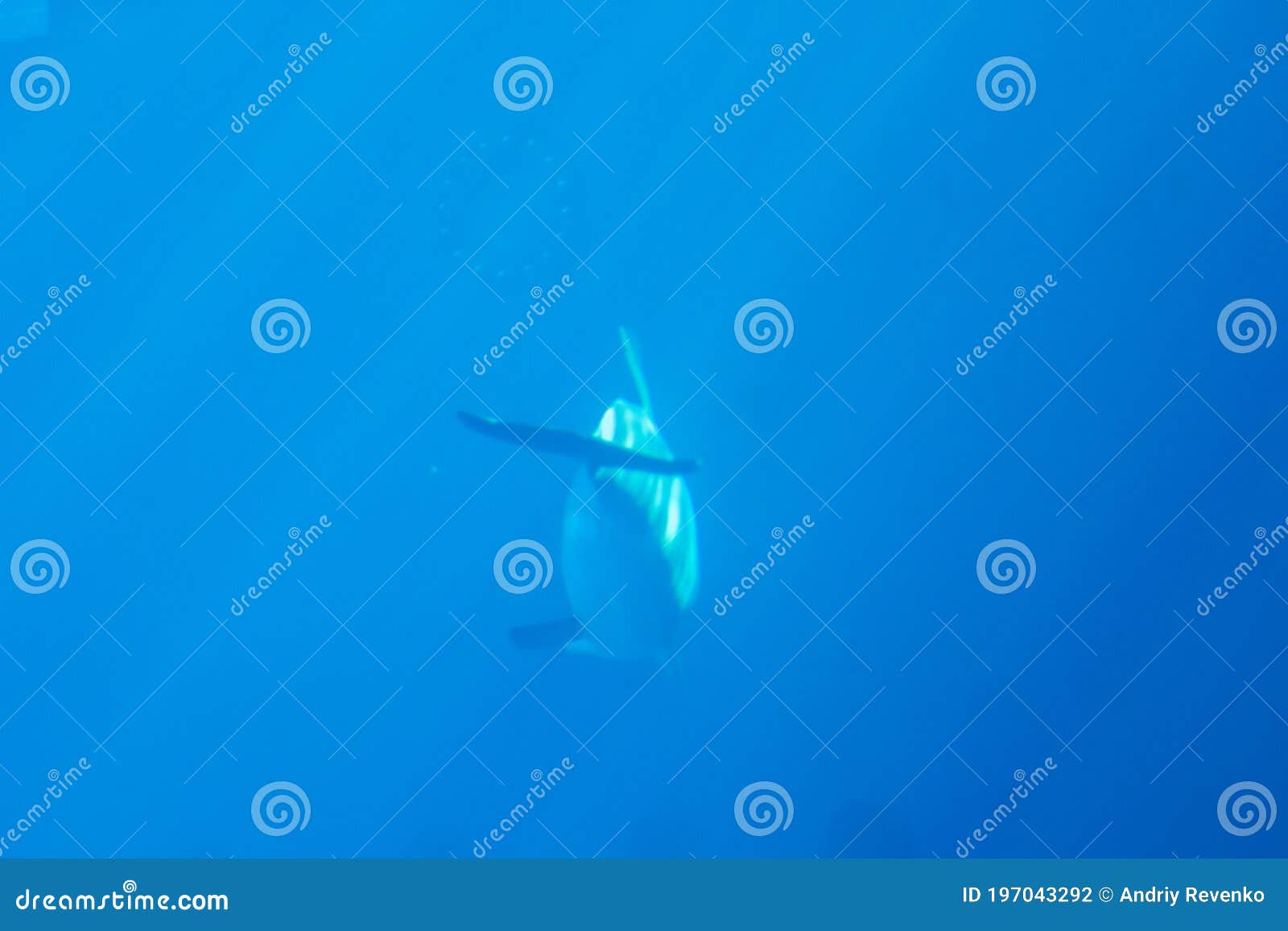A dolphin in the deep. stock photo. Image of aquatic - 197043292