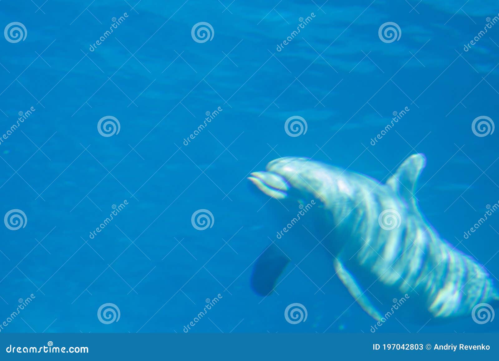 A dolphin in the deep. stock image. Image of cute, island - 197042803