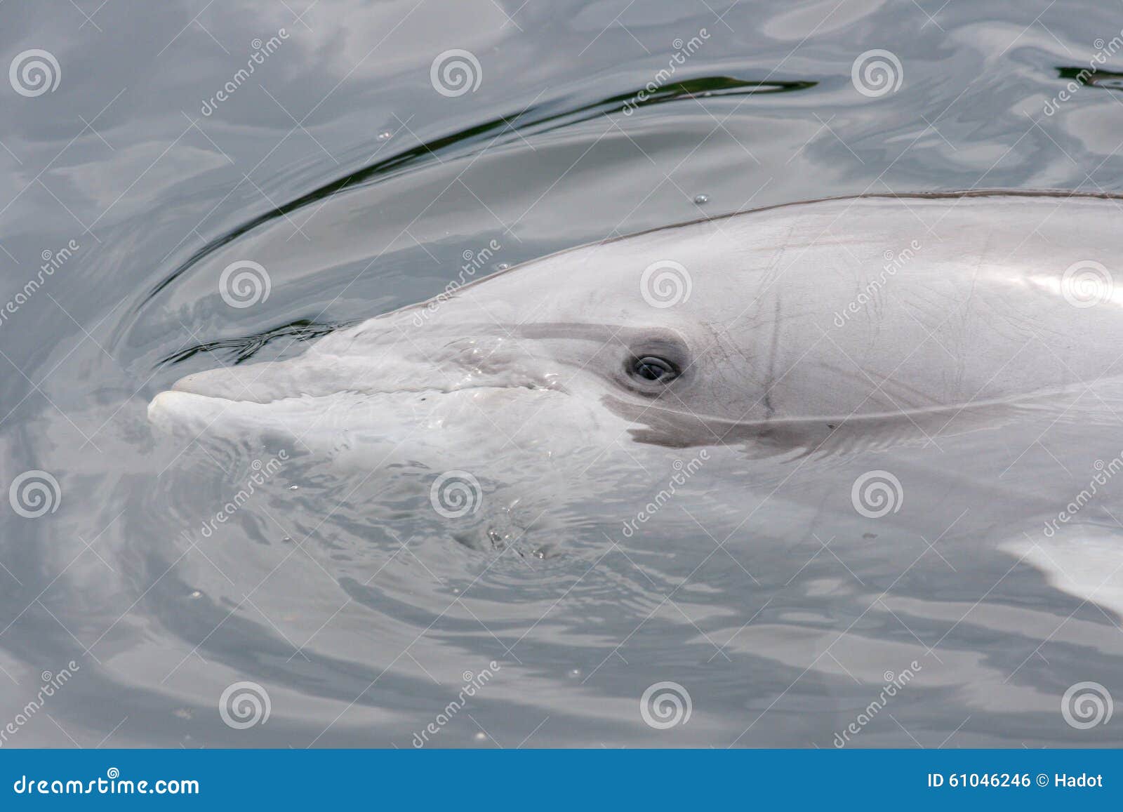 Dolphin (Delphinidae) stock photo. Image of mammal, marine - 61046246