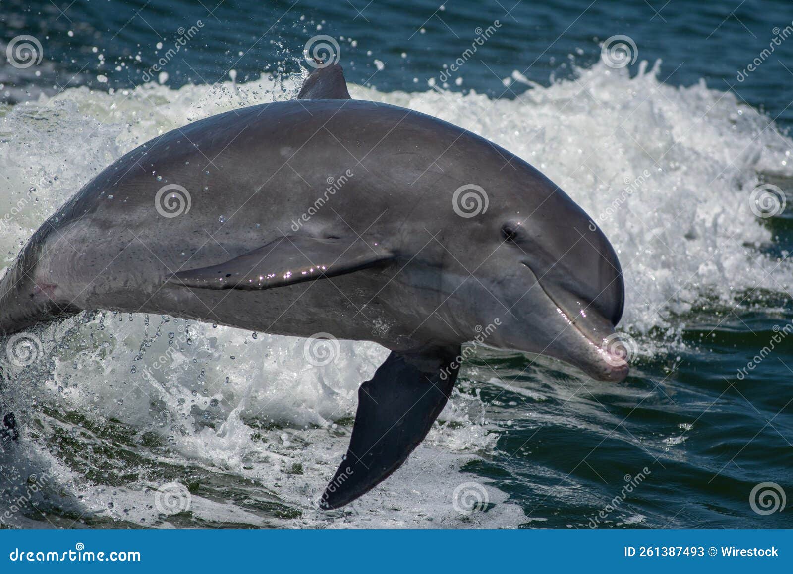 Dolphin (Delphinus) Jumping Out of an Ocean and Splashing the Water ...