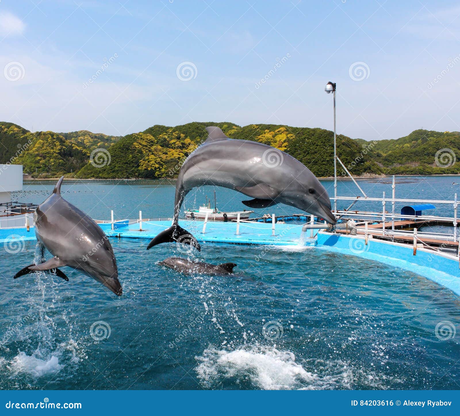 Dolphin diving pool stock photo. Image of deep, intelligence - 84203616