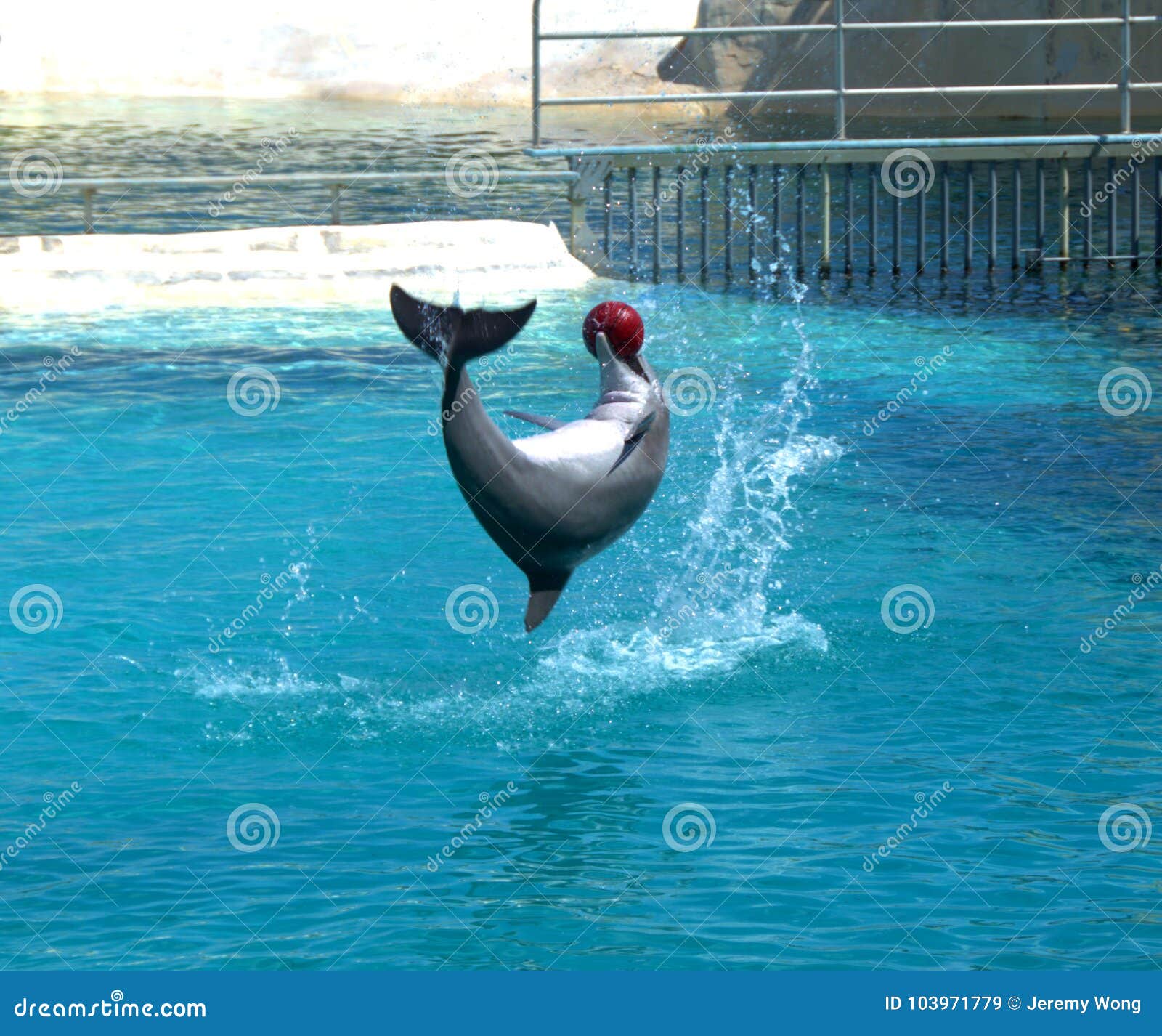 Dolphin stock image. Image of performing, park, dusk - 103971779