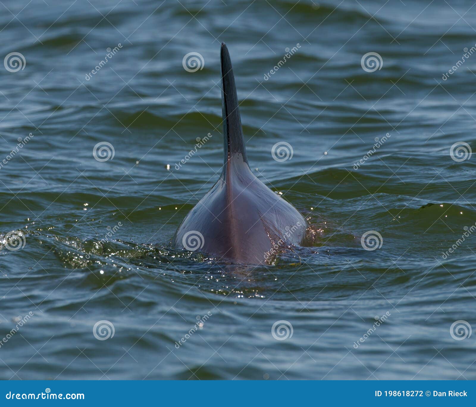 Dolphin Dorsal Fin Stock Photography | CartoonDealer.com #198618272