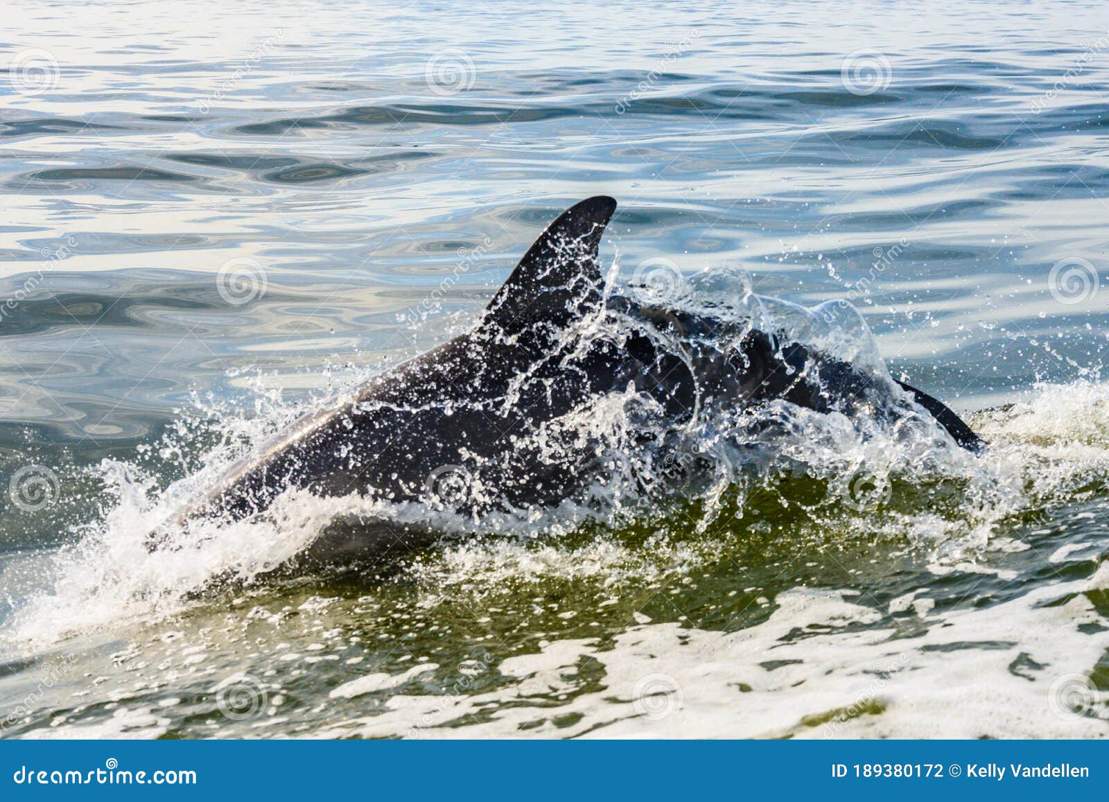 Dolphin Dorsal Fin Stock Photography | CartoonDealer.com #198618272
