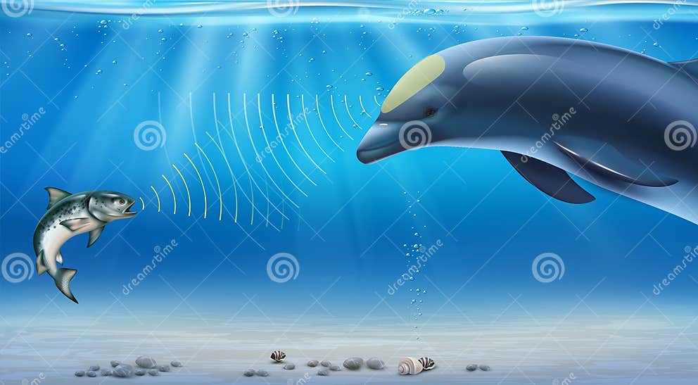 Dolphin Echolocation Infographics Stock Vector - Illustration of fish ...