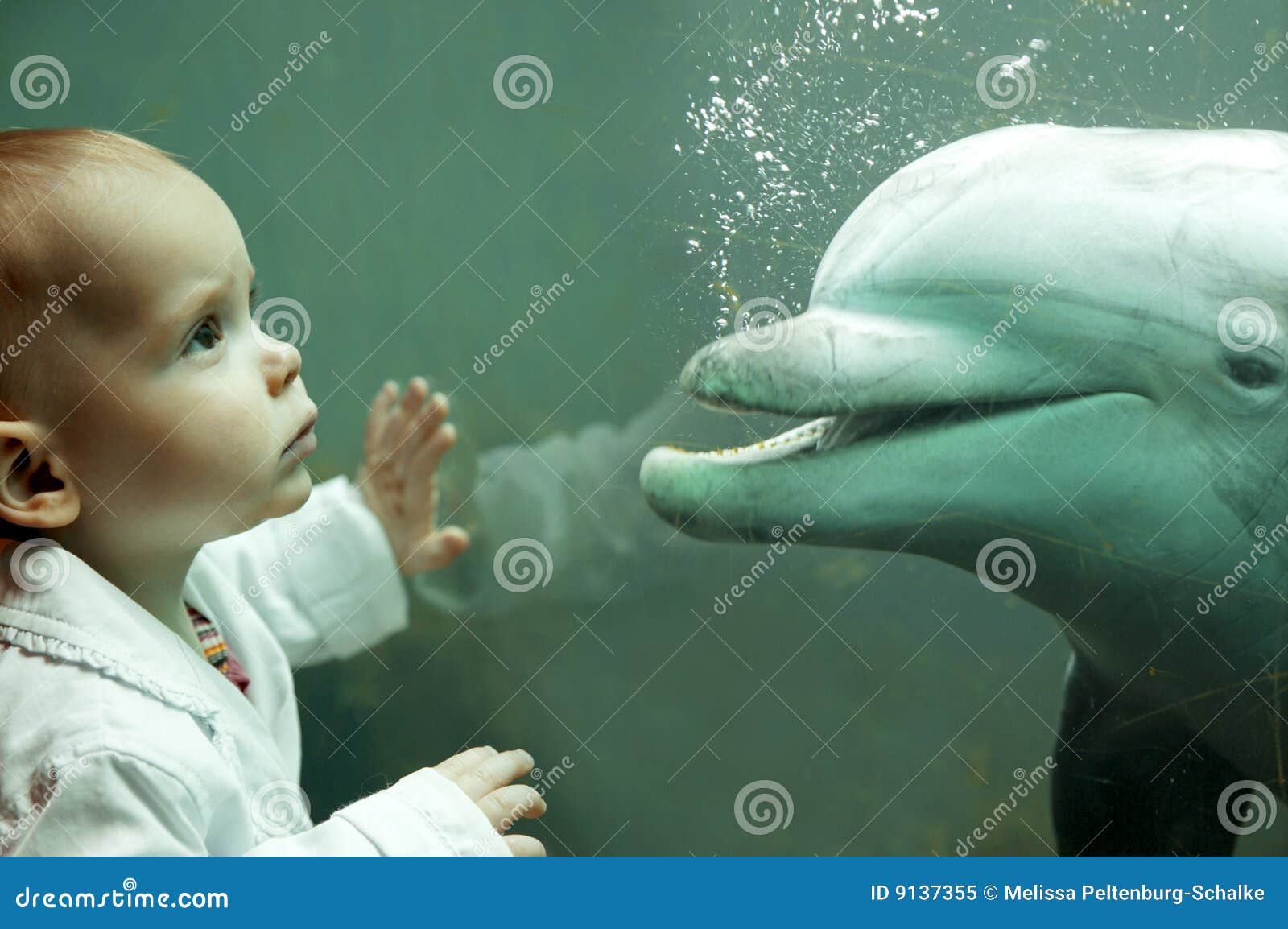 Dolphin encounter stock image. Image of aquatic, nosed - 9137355
