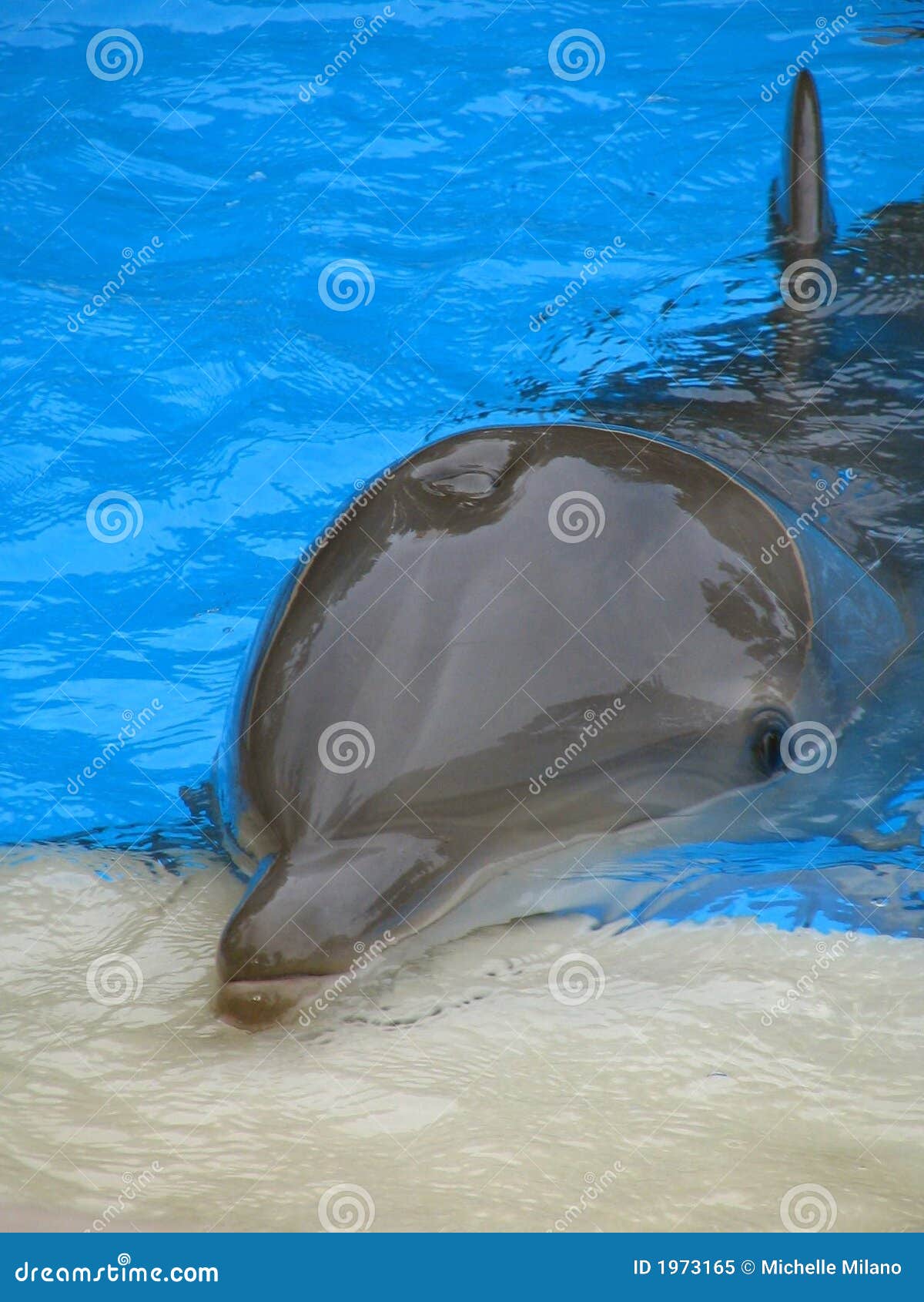 Dolphin Face stock image. Image of aqua, eyes, smile, face - 1973165